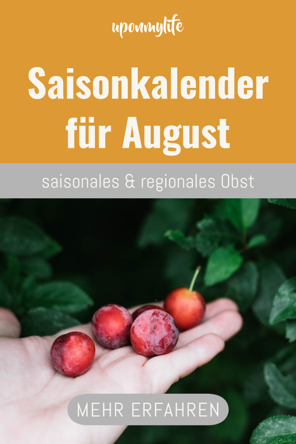 Saisonkalender August: Saisonales Obst und Gemüse im Sommer - Uponmylife