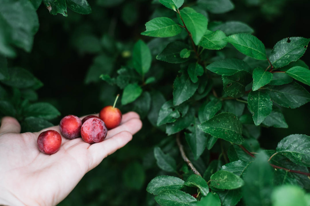 Saisonkalender August: Saisonales Obst und Gemüse im Sommer - Uponmylife