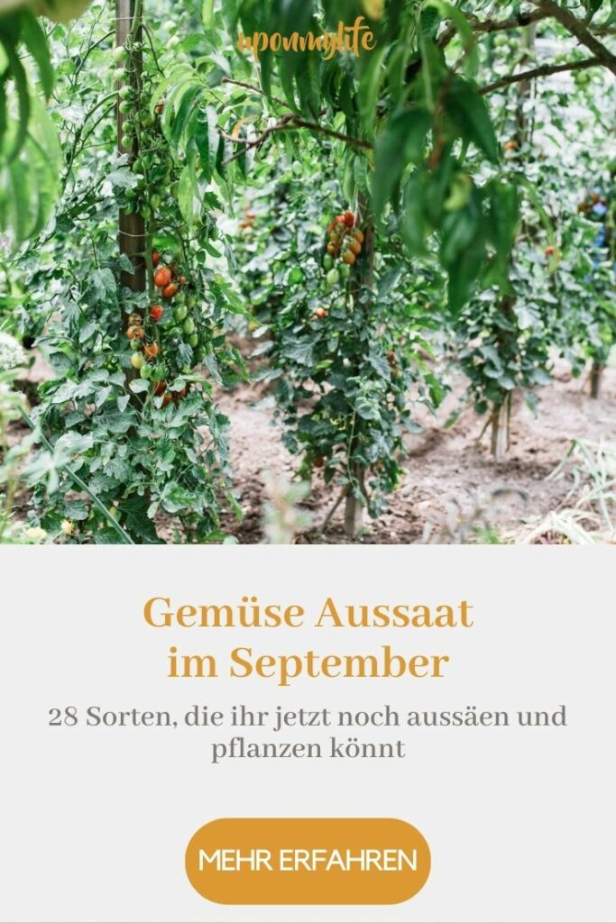 Wunderschne Gemse Pflanzen September Bild