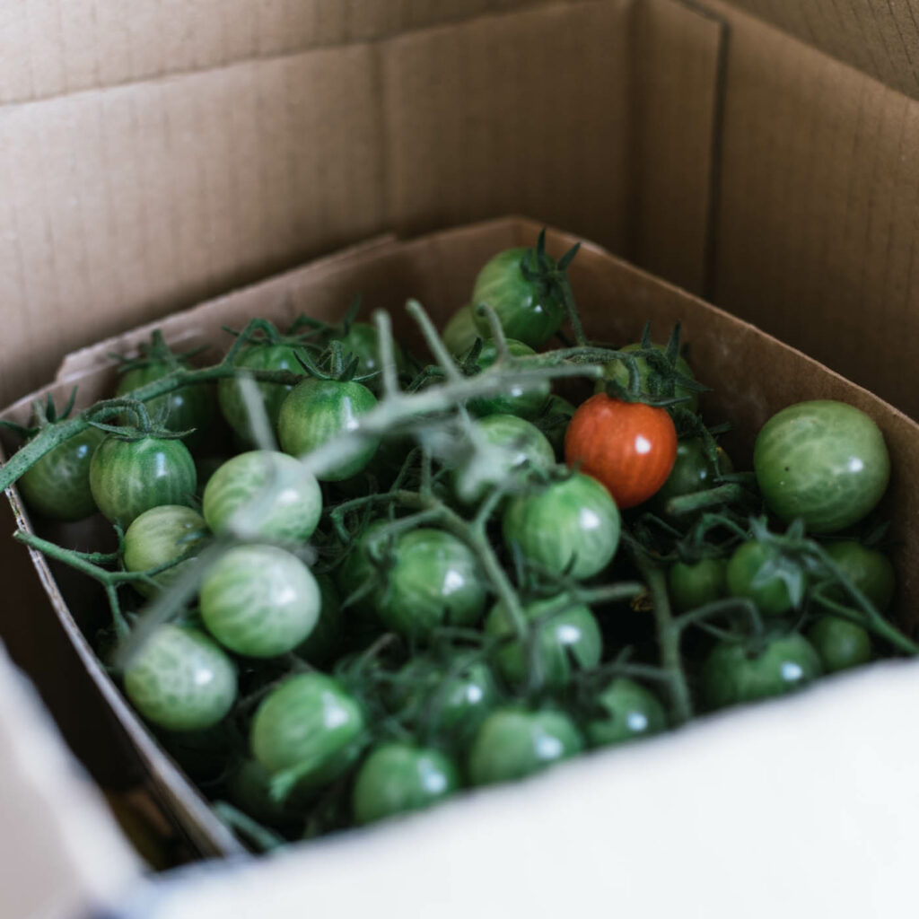 Grüne Tomaten nachreifen: Die 6 besten Tipps - Uponmylife