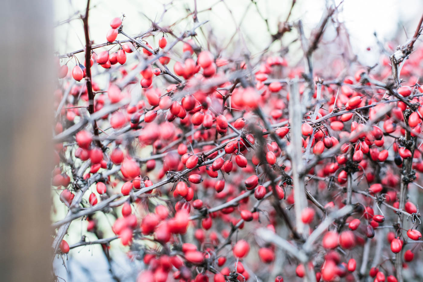 Saisonkalender Januar: Regionales Obst und Gemüse im Winter