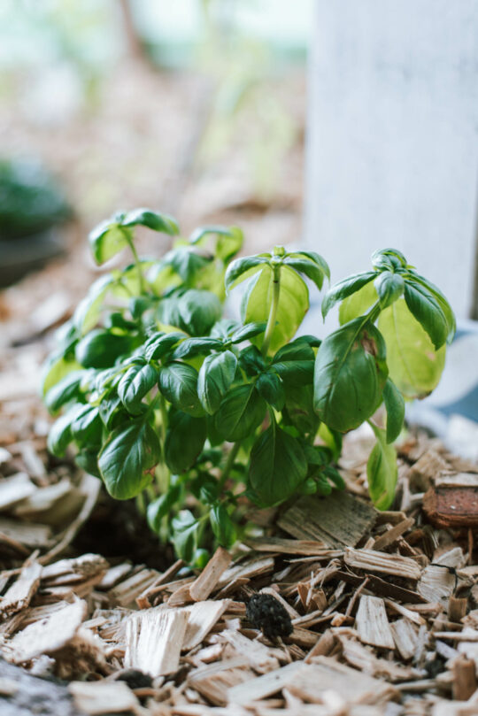 Wasser sparen im Garten: Trockenheit im Gemüsebeet verhindern - Uponmylife Wasser sparen im Garten: Trockenheit im Gemüsebeet verhindern - Uponmylife