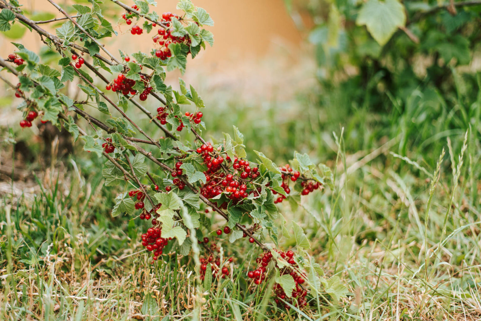 Wasser sparen im Garten: Trockenheit im Gemüsebeet verhindern - Uponmylife Wasser sparen im Garten: Trockenheit im Gemüsebeet verhindern - Uponmylife