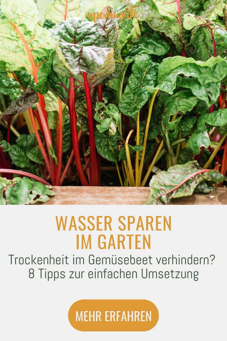 Wasser sparen im Garten: Trockenheit im Gemüsebeet verhindern - Uponmylife Wasser sparen im Garten: Trockenheit im Gemüsebeet verhindern - Uponmylife