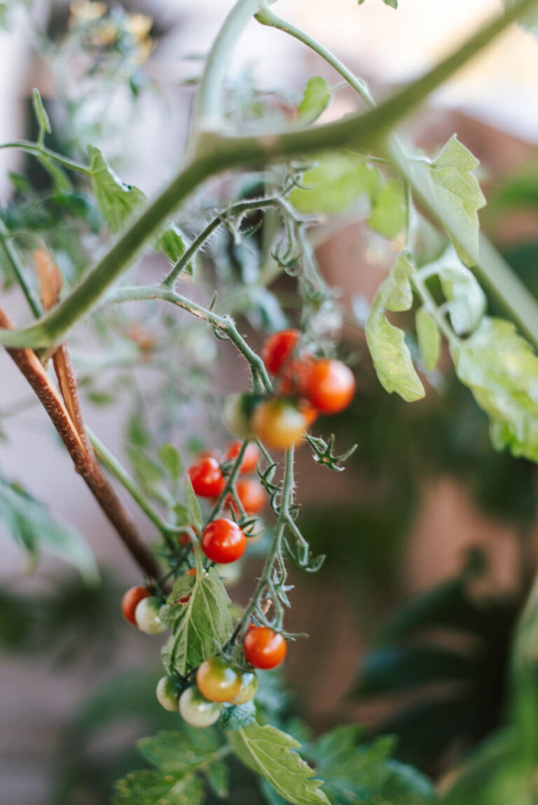 Gründüngung nach Tomaten: Fruchtfolge auf Tomaten Anbau