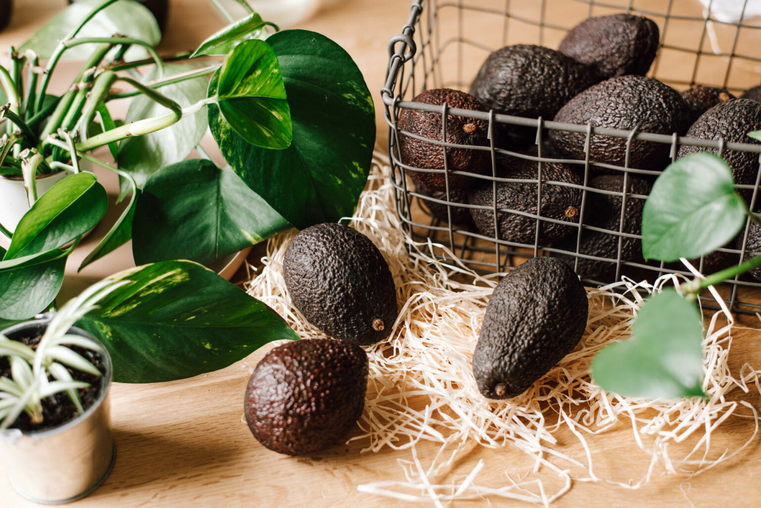 Bio Avocados direkt vom Bauern - Uponmylife
