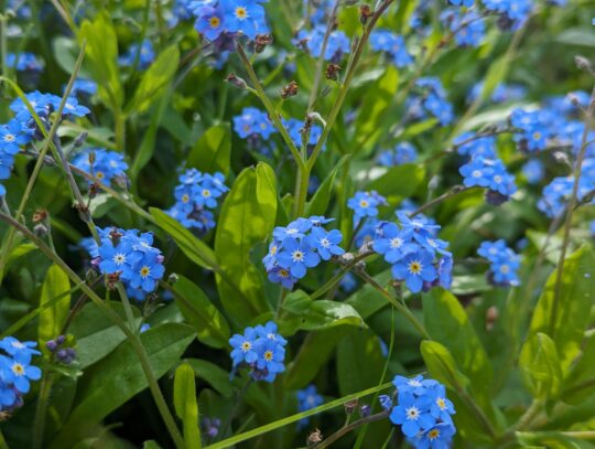 Heimische Stauden für den Bauerngarten - Uponmylife