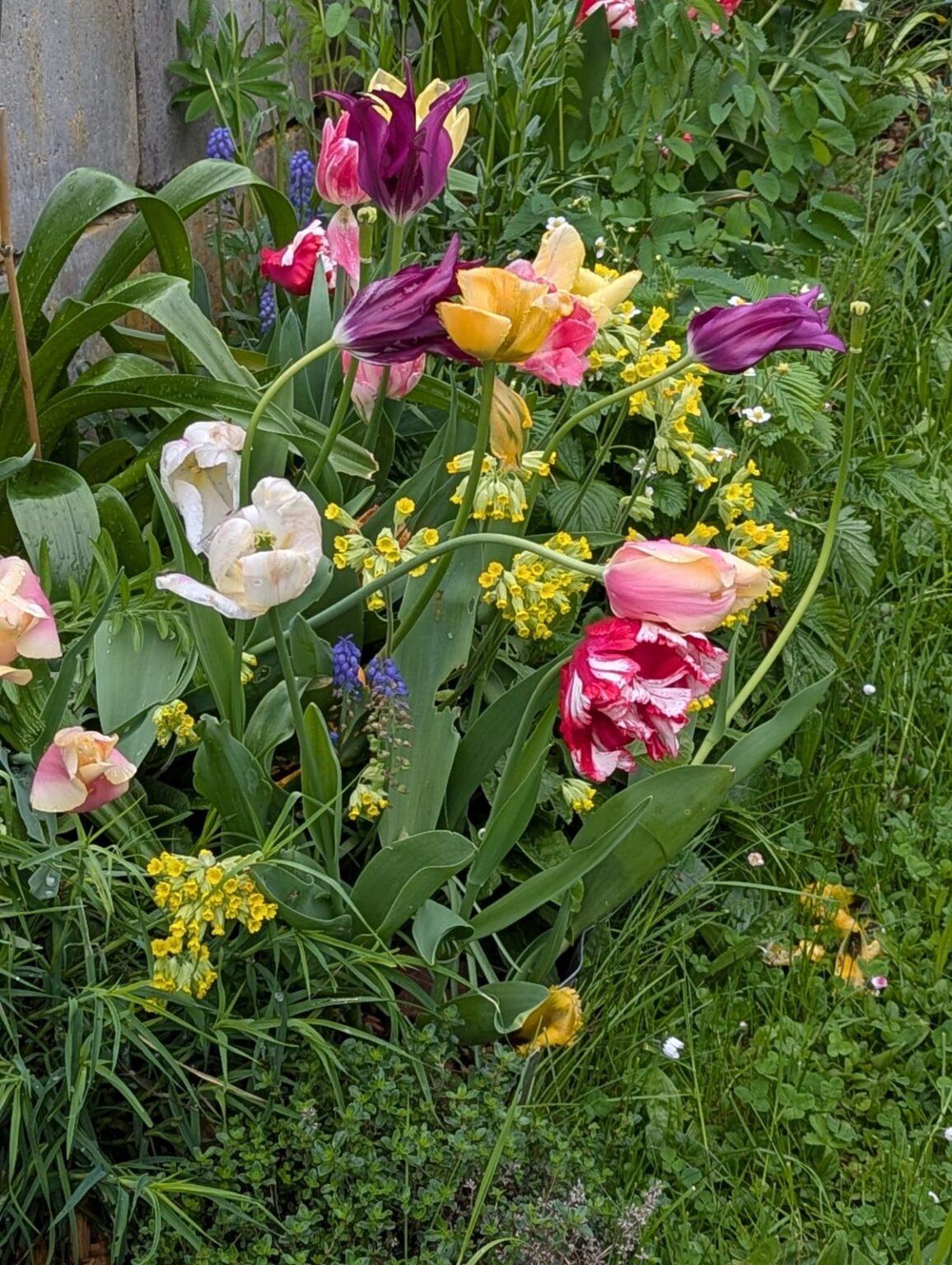 Heimische Stauden für den Bauerngarten - Uponmylife