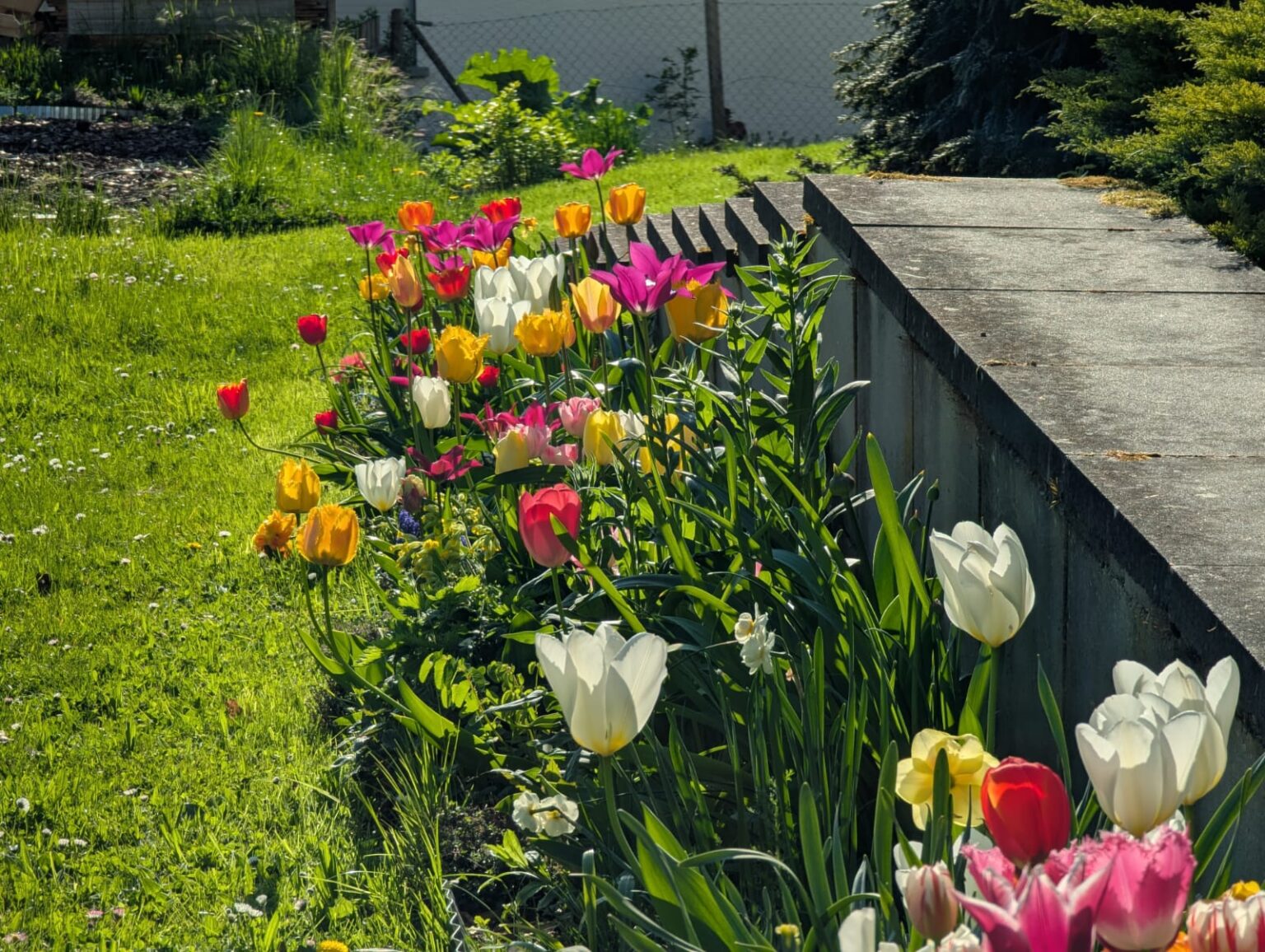 Heimische Stauden für den Bauerngarten - Uponmylife